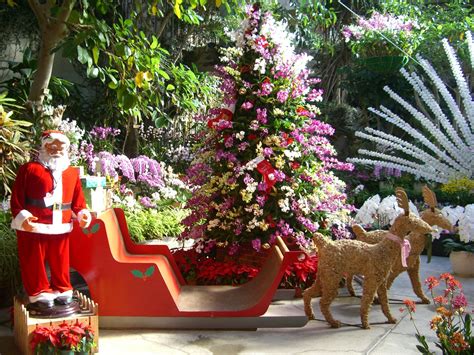 Pichori 静岡県らんの里 ランのクリスマスツリー