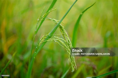 녹색 쌀 식물에서 쌀의 귀비옥한 곡물 유기농 쌀로 가득 찬 필드 0명에 대한 스톡 사진 및 기타 이미지 0명 가득 찬 개념 Istock