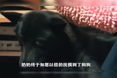 流浪狗被好心奶奶收养三年，却一直不让碰，结局让人欣慰