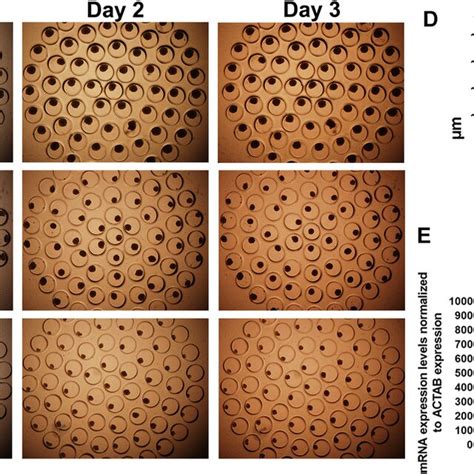 A C Spheroid Formation Using The Pdms Microwell Platform And D