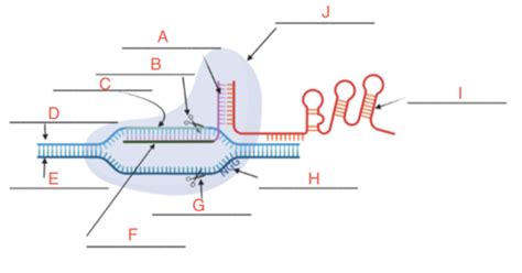 Gene Editing Hw Terms Flashcards Quizlet