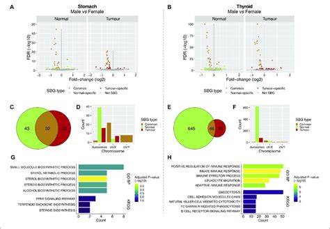 Features Of Sex Biased Genes In Tumor And Normal Stomach And Thyroid Download Scientific