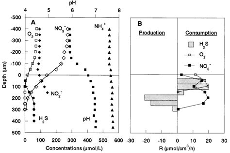 Steady State Concentration Profiles Of O 2 Nh 4 No 2 No 3 H 2 Download Scientific