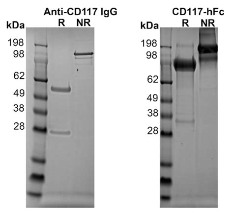 Cell Based Biopanning Protocol Using Cell Sorting And Alternative Host