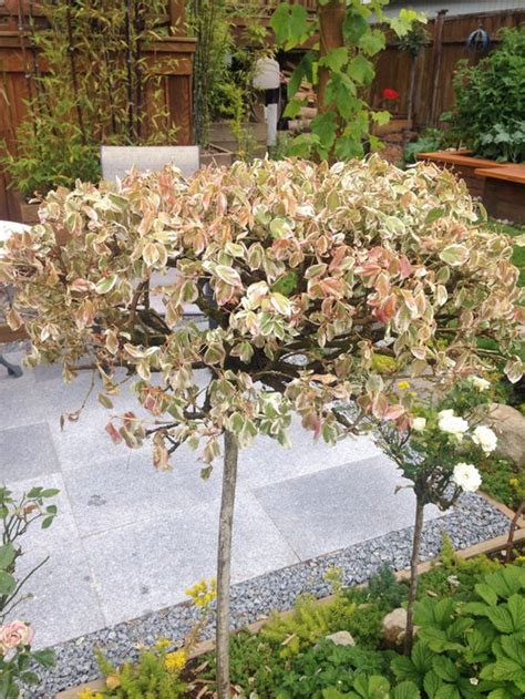 Variegated Escallonia Tree Sick What Is The Cause And Cure Houzz