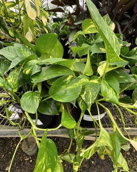 Devils Ivy Plants For Spaces