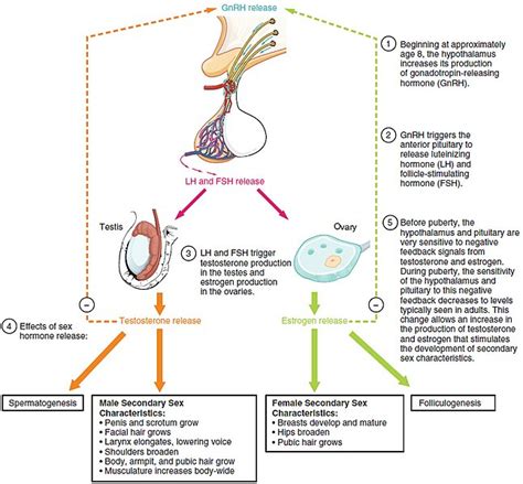 8 3 Sexual Development Across The Life Span Health Promotion
