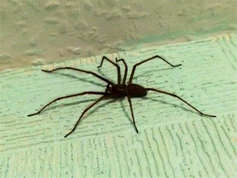 Sex Crazed Spiders Are Set To Invade Your Home And Some Are The Size Of Mice Manchester