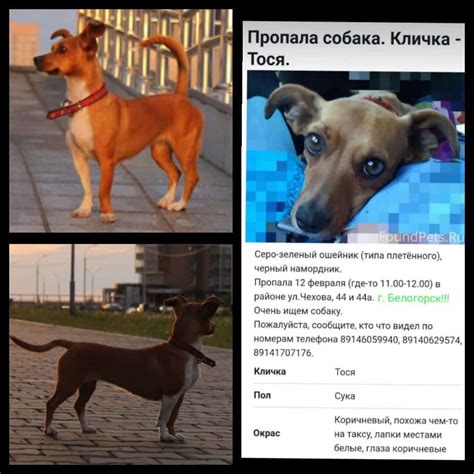 Пропала собака Пожалуйста максимальный репост Кто то подобрал посадил в машину и увёз если