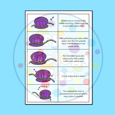 Anticodon Definition