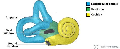 The Inner Ear Bony Labyrinth Membranous Labryinth Teachmeanatomy