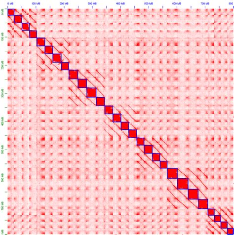 Does It Make Sense To Direct Assemble A Allopolyploid Combined With Hic Data And With N Hap