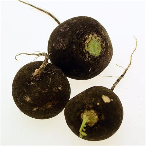 Black Round Radish Runder Schwarzer Winter Raphanus Sativus Seeds