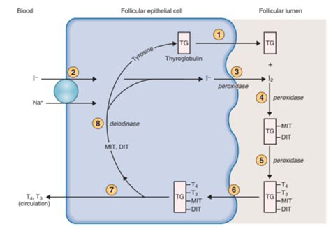 Dsa05 Abnormal Tfts And Thyroid Nodules Flashcards Quizlet