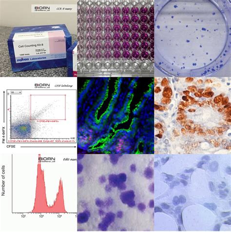 Edu检测细胞增殖