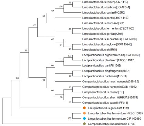 Phylogenetic Analysis Of 16s Rrna Sequences Of The Bacterial Isolates