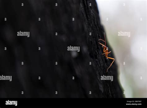 A Red Ant Crawling Up A Tree Burned In The Australian Bush Fires Stock Photo Alamy