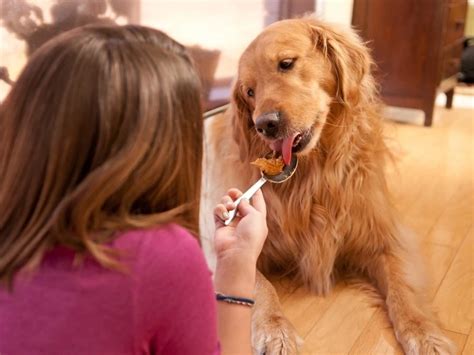 Can Dogs Eat Peanut Butter Canine Hq