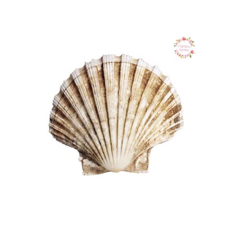 МаМиНи Китки ️ Мидената черупка символизираща защитническата роля на любовта ️ Според