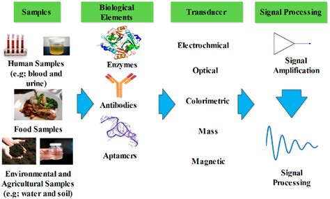 Schematic Of Different Parts Of A Biosensor Including Biological Download Scientific Diagram Schematic Of Different Parts Of A Biosensor Including Biological Download Scientific Diagram