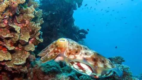 에코 투어 실버스위프트 크루즈 그레이트 배리어 리프 스쿠버 다이빙 및 스노클링 투어 케언즈 Kkday