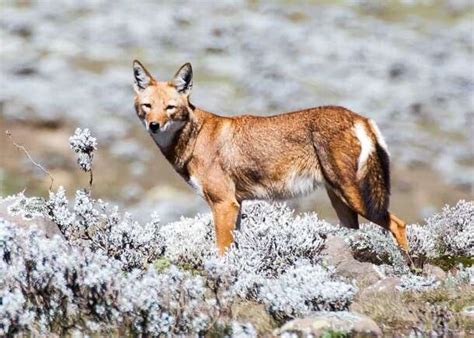 Top 10 Wildlife In Ethiopia To Hopefully See