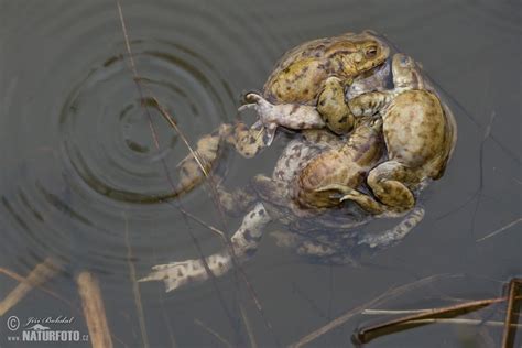 Common Toad Photos Common Toad Images Nature Wildlife Pictures Naturephoto