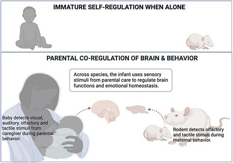 Maternal Behavior