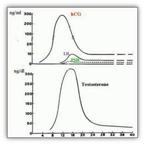 Sexual Differentiation Endotext Ncbi Bookshelf