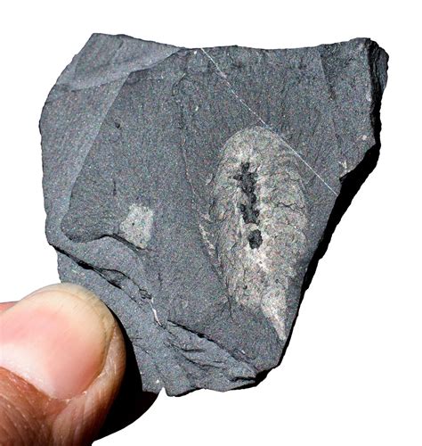 Burgess Shale Molaria Spinifera The Natural Canvas