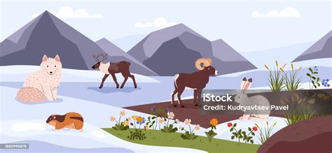 북극 툰드라 야생 동식물 자연 풍경 와 산 벡터 일러스트 레이 션 북부 Taiga 식물 군 겨울에 대한 스톡 벡터 아트 및 기타 이미지 Istock