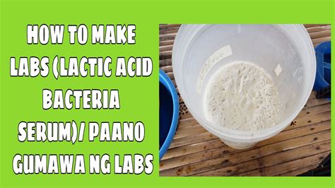 What Is Lactic Acid Bacteria Serum Labs At Tommy Bautista Blog