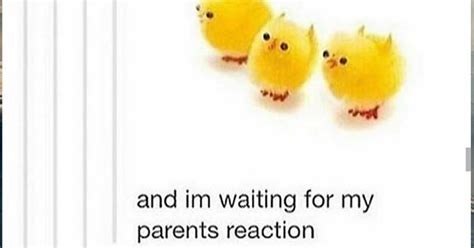 27 Yellow Chickens Have Been Hidden Album On Imgur