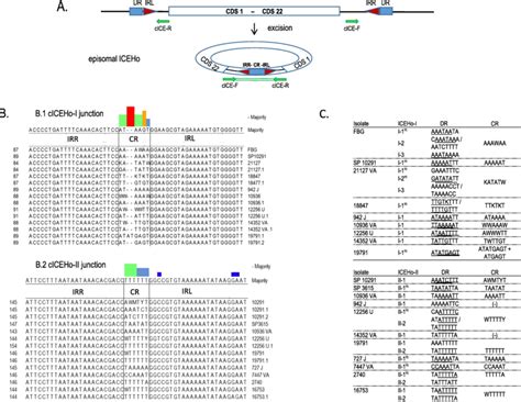 Chromosomal And Episomal Iceho I And Ii A Schematic Representation Of Download Scientific