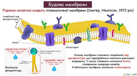 Структура еукаріотичної клітини презентация онлайн