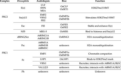 Components Of Polycomb Repressive Complex 1 Prc1 And Polycomb Download Scientific Diagram