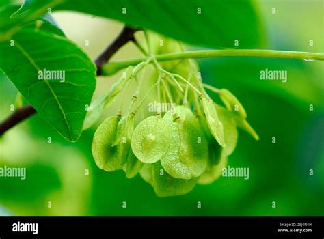 Hop Tree Stock Photo Alamy