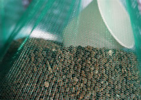 금화규 모종 판매 골드히비스커스 황금해바라기 금화규 재배 방법도 알려드려요 네이버 블로그