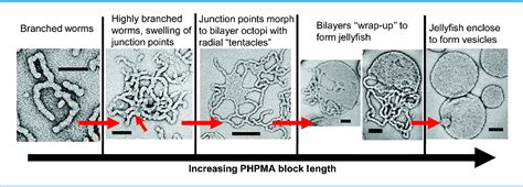 Figure 4 From Principles And Characteristics Of Polymerization Induced Self Assembly With