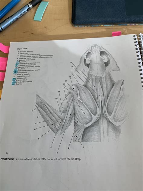 Bio 324 Practical 2 Figure 6 18b Diagram Quizlet