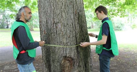 How Do You Find Out The Value Of Trees Trees For Cities