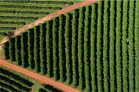 브라질 美 50 관세 예고에 ‘커피 수출국 재편 시동 … 한국 시장도 변수