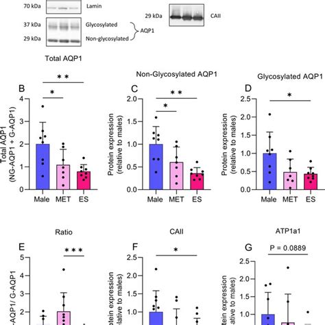 Protein Expression At Choroid Plexus Western Blots On Rat Cp From