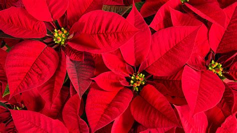 Растения Красной Фото Telegraph