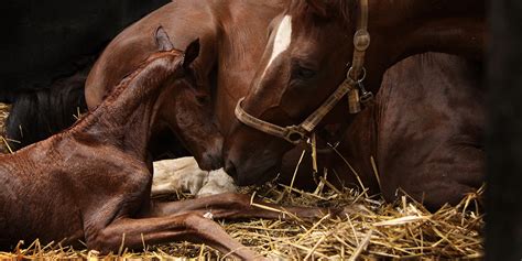 Top 100 Horse Names For Any Breed Equiniction