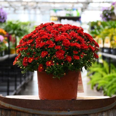 Fall Mum Red Gertens Garden Center