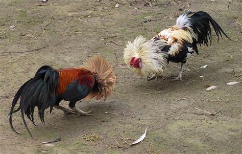 Pinoy Sabungero What Is Sabong