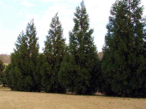 leyland cypress alternatives home and garden information center