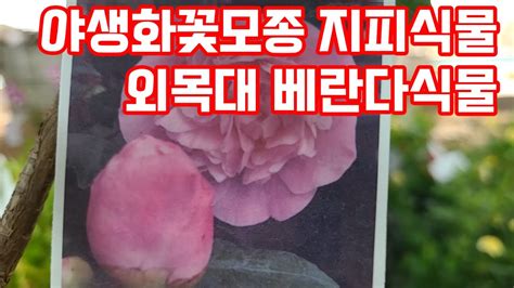 야생화꽃 모종 희귀식물 열대식물 베란다정원 Youtube