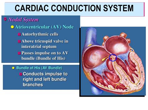 Ppt The Heart Powerpoint Presentation Free Download Id 3083746